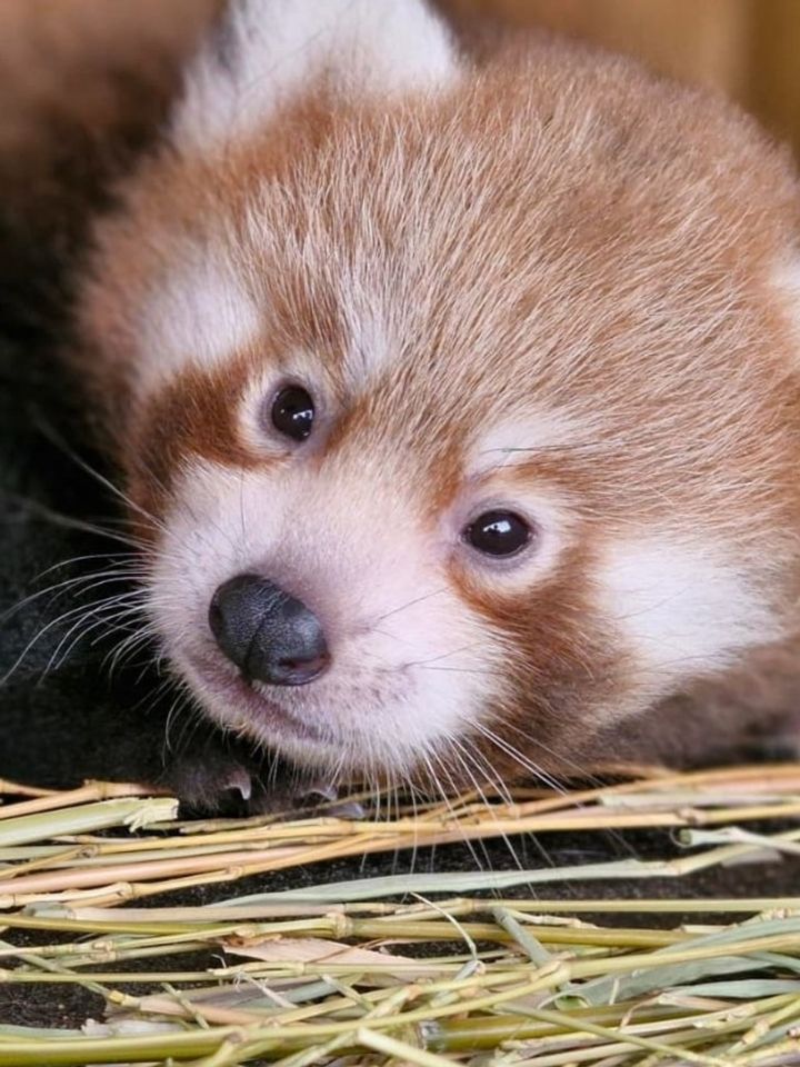 Spot the Rare & Adorable Red Panda in These 6 National Parks Across ...